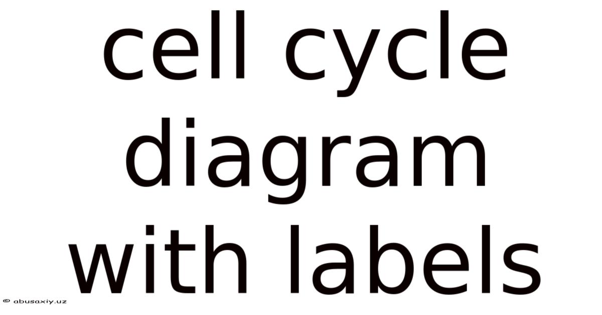 Cell Cycle Diagram With Labels
